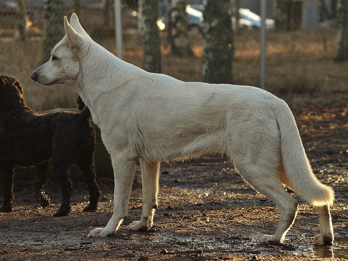 Nasbu :: Virtuaalikennel Zaza